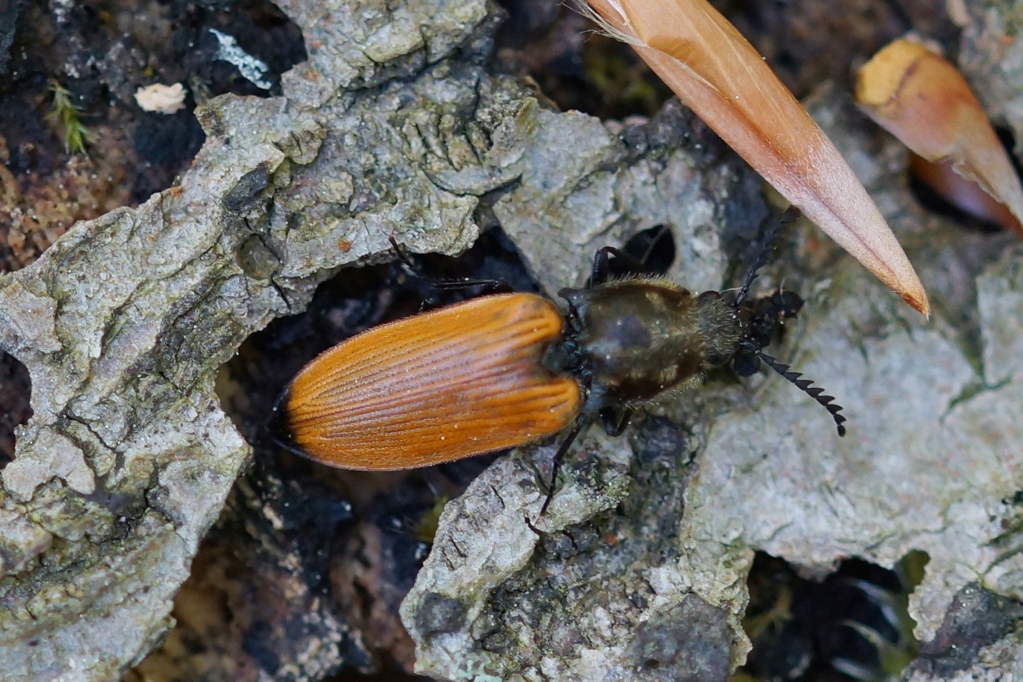 Anostirus castaneus (Herbstfarbener Schnellkäfer) - Kleintiergalerie