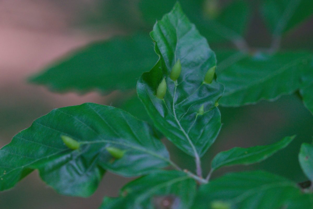 Mikiola fagi (Buchengallmücke) - Kleintiergalerie