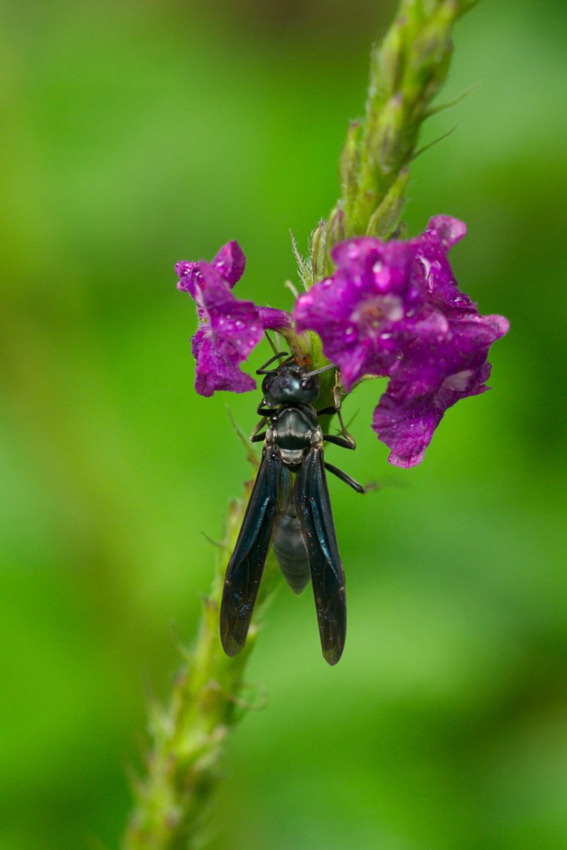 Synoeca septentrionalis (Warrior Wasp) - Costa Rica - Kleintiergalerie
