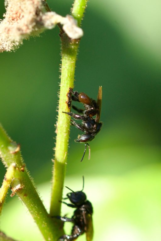Trigona sp. (Stachellose Biene) - Costa Rica - Kleintiergalerie