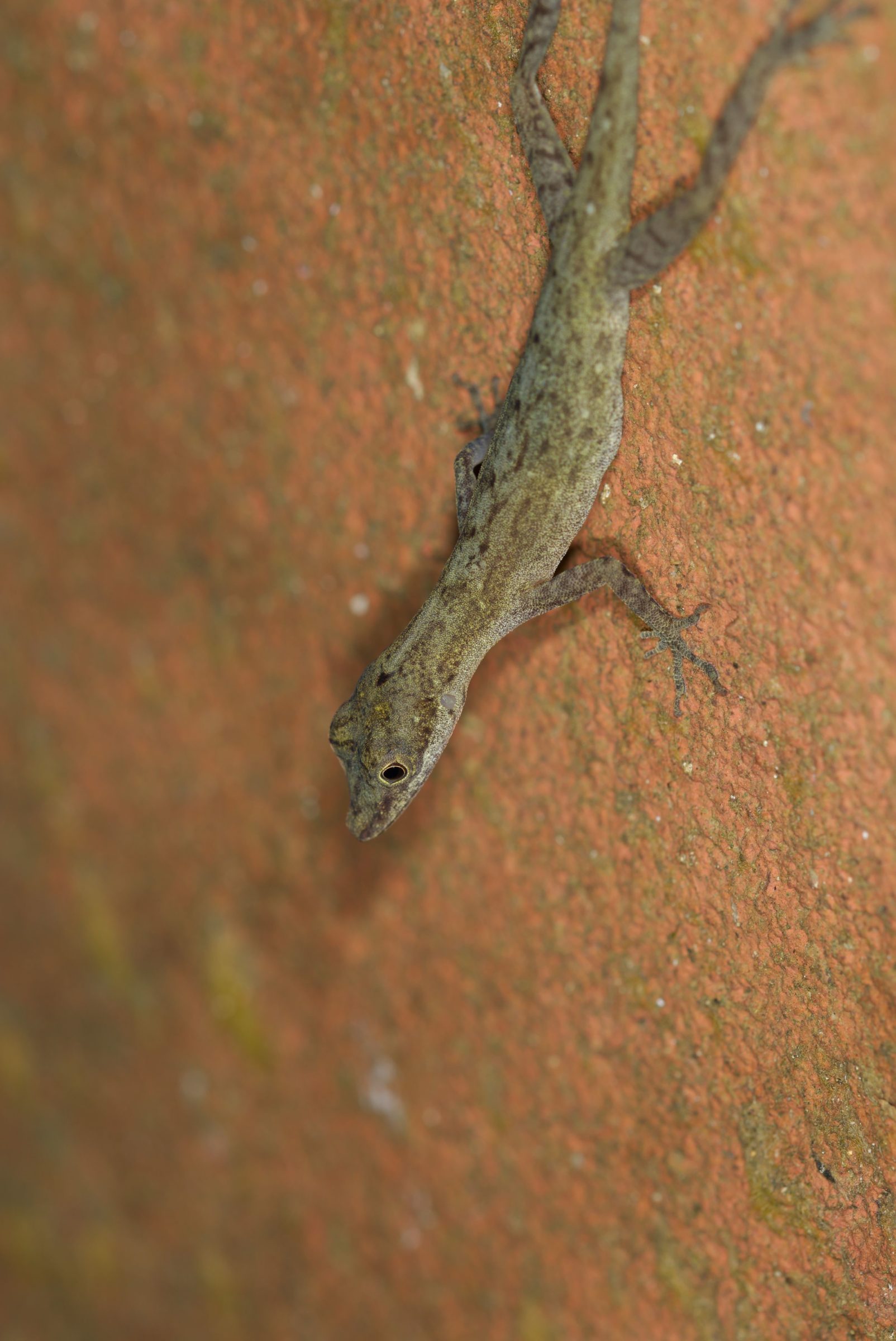 Anolis limifrons (Slender Anole) - Costa Rica - Kleintiergalerie