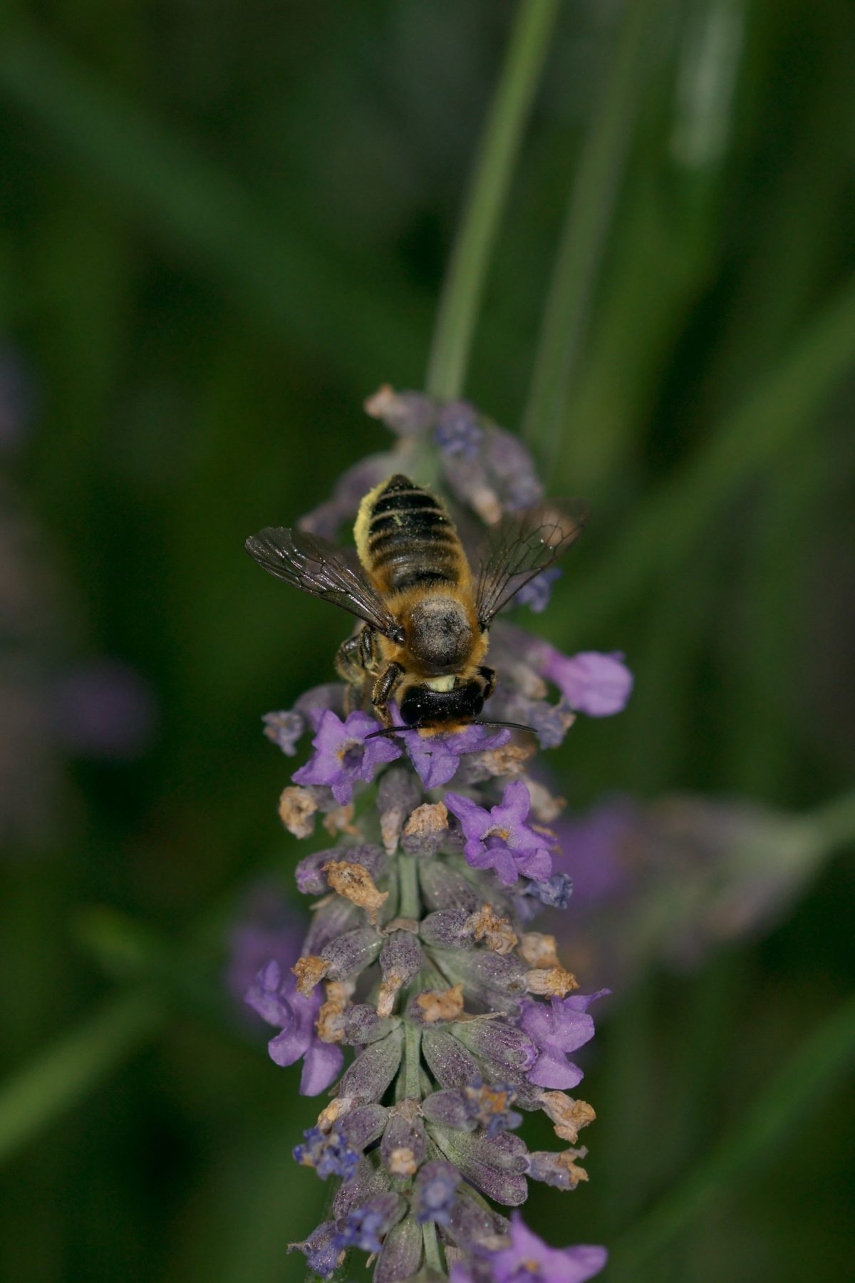 Megachile sp. (Blattschneider­biene) - Kleintiergalerie