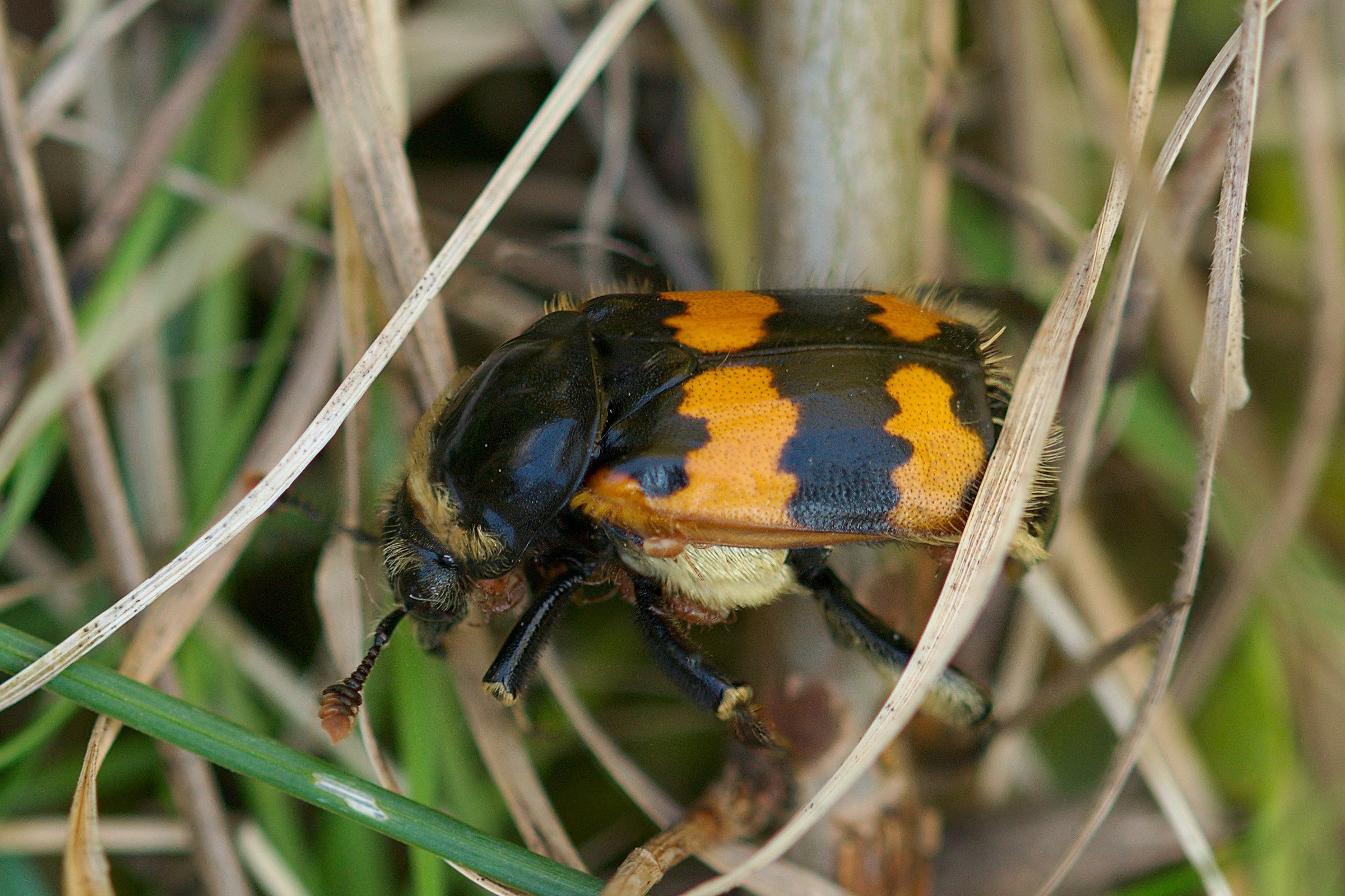 Silphidae (Aaskäfer) - Kleintiergalerie