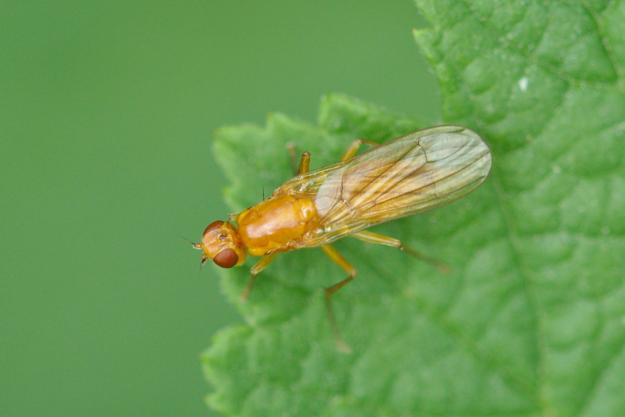 Psilidae (Nacktfliegen) - Kleintiergalerie