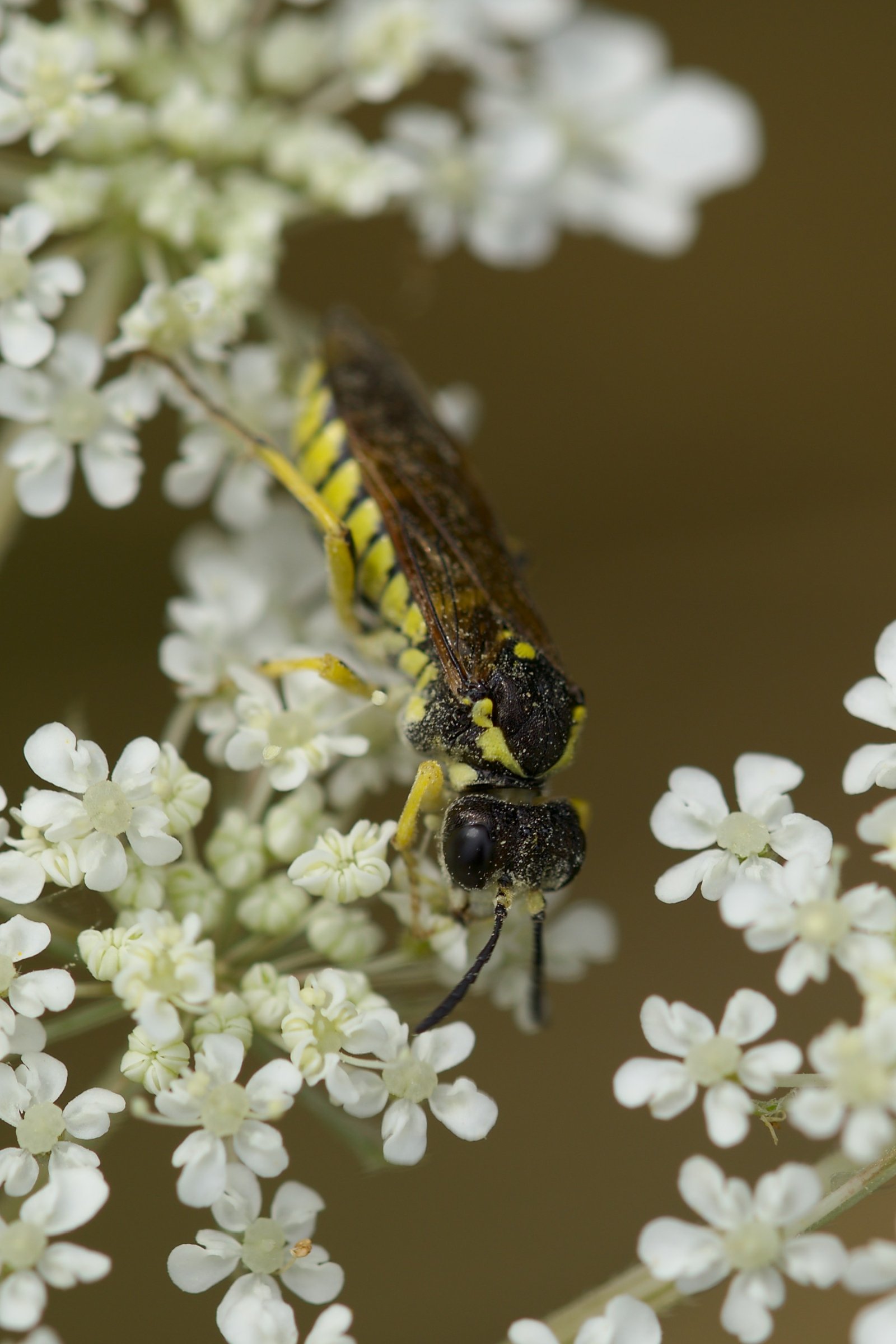 Tenthredo notha (Echte Blattwespe) - Kleintiergalerie