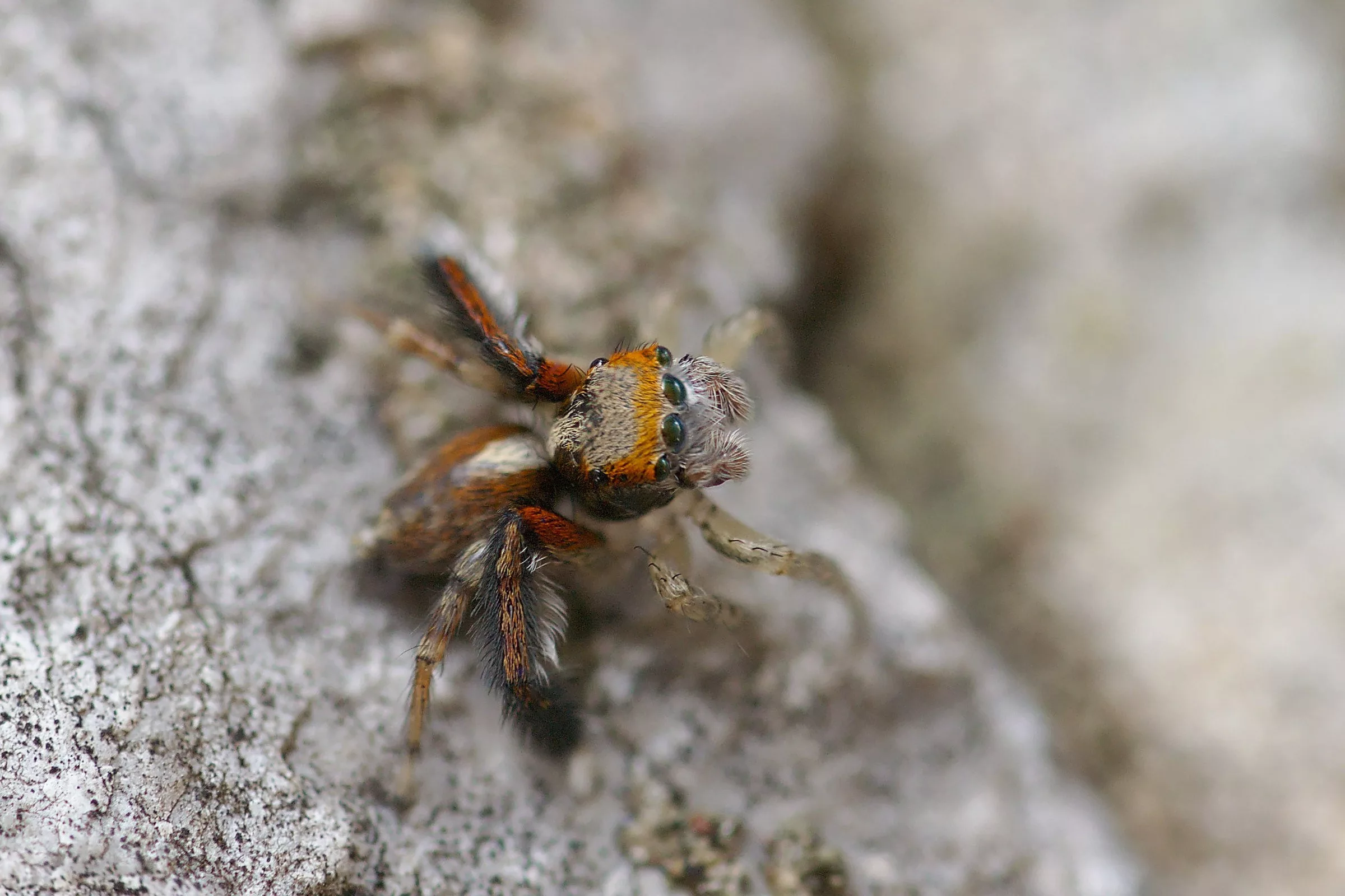 Salticidae (Springspinnen) - Kroatien (Juni 2024) - Kleintiergalerie