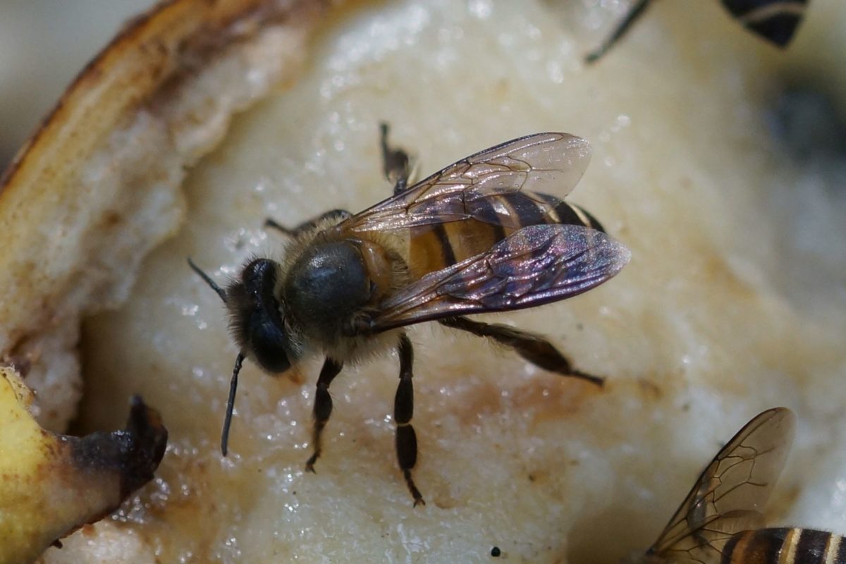 Apis cerana (Östliche Honigbiene) - Thailand - Kleintiergalerie