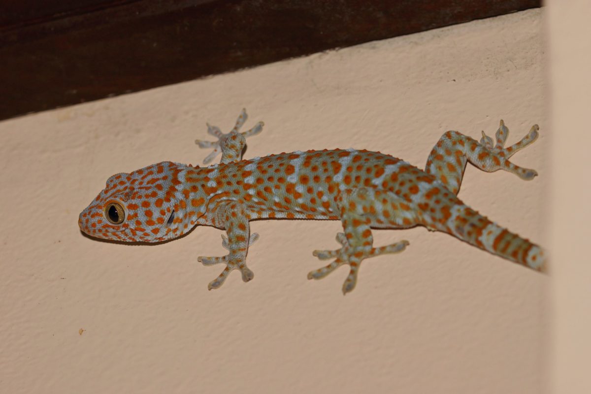 Gekko gecko (Tokeh) - Thailand - Kleintiergalerie