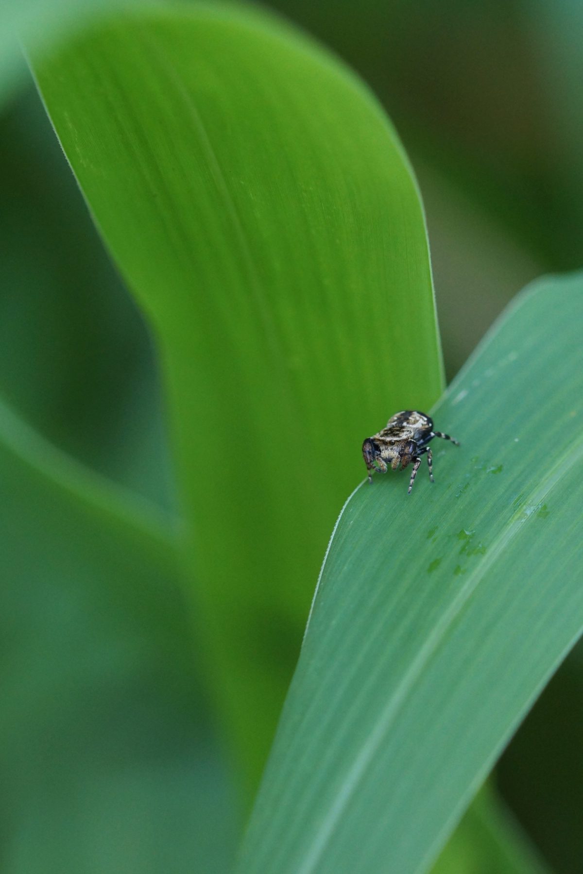 Rhene flavigera (Rhene Jumping Spider) - Thailand - Kleintiergalerie