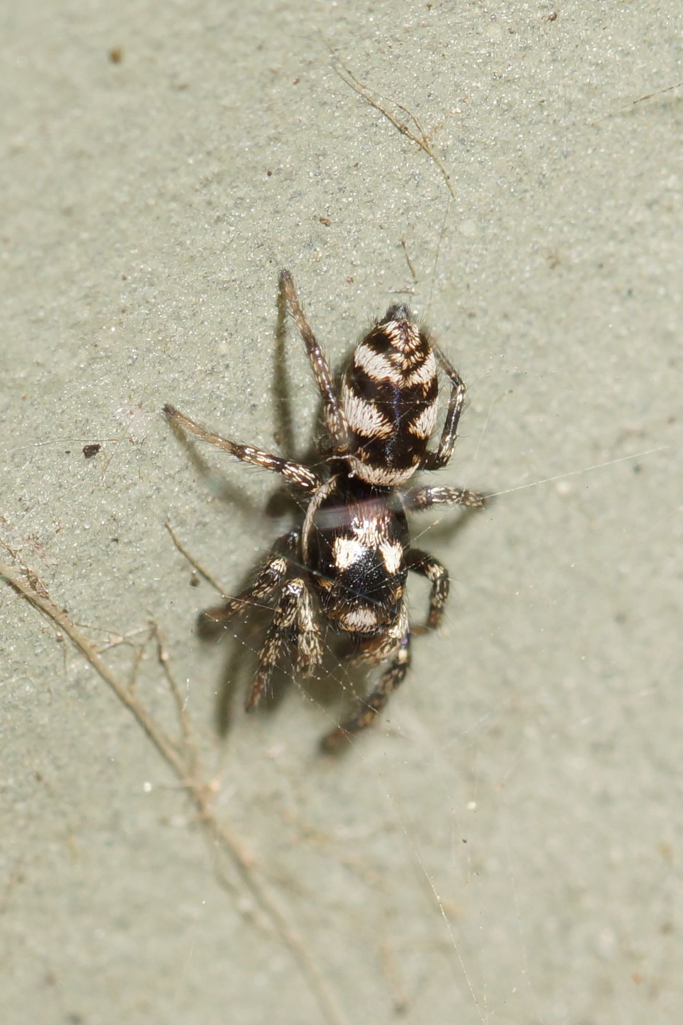 Salticus scenicus (Zebraspringspinne) - Kleintiergalerie